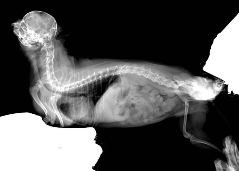 Success Story: Faster Veterinary Urinalysis with Just One Drop of Urine ...